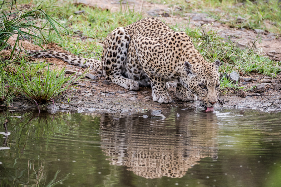 Lion Mountain TV - Premium Wildlife Documentaries