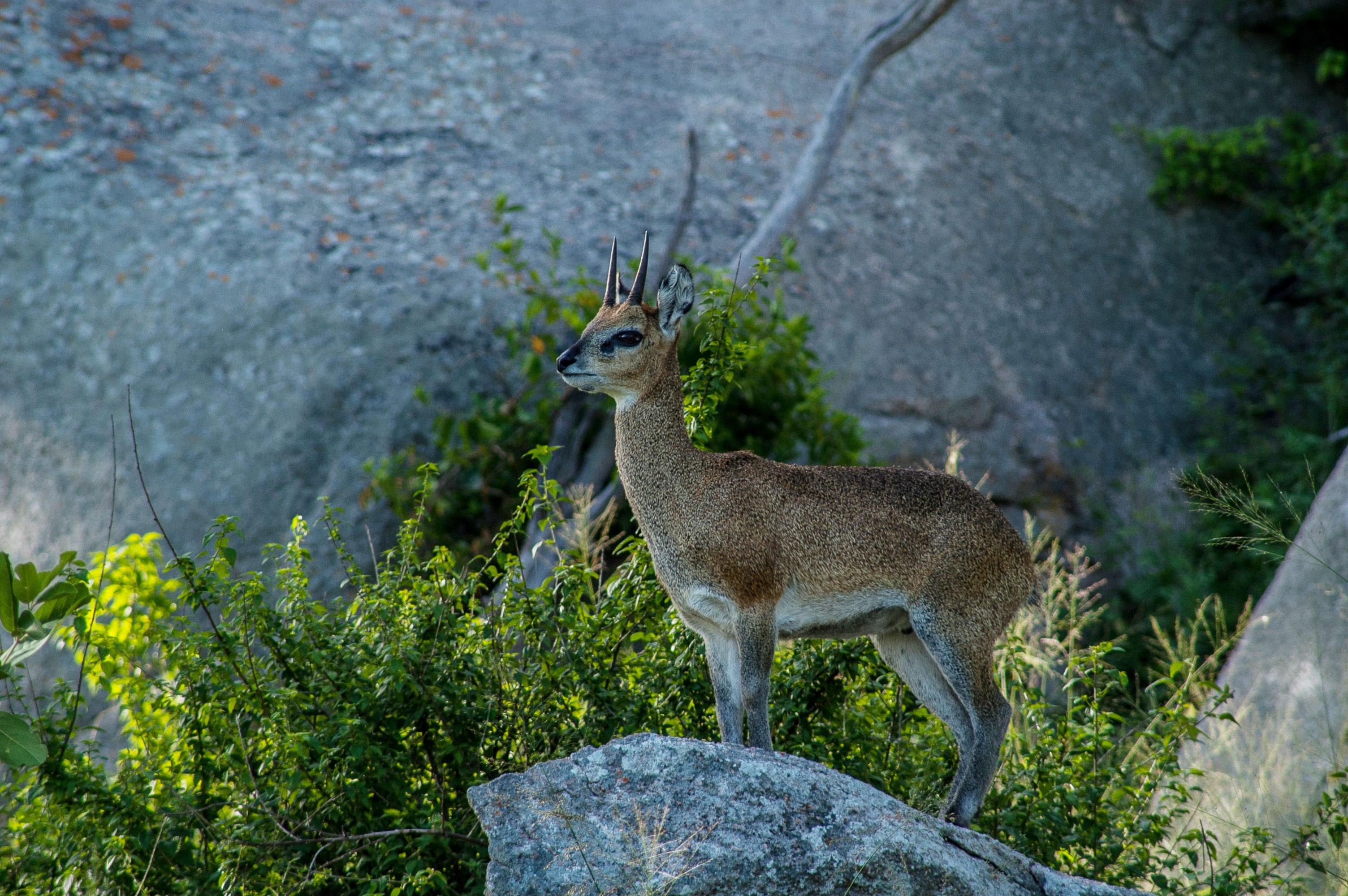 Lion Mountain TV - Premium Wildlife Documentaries