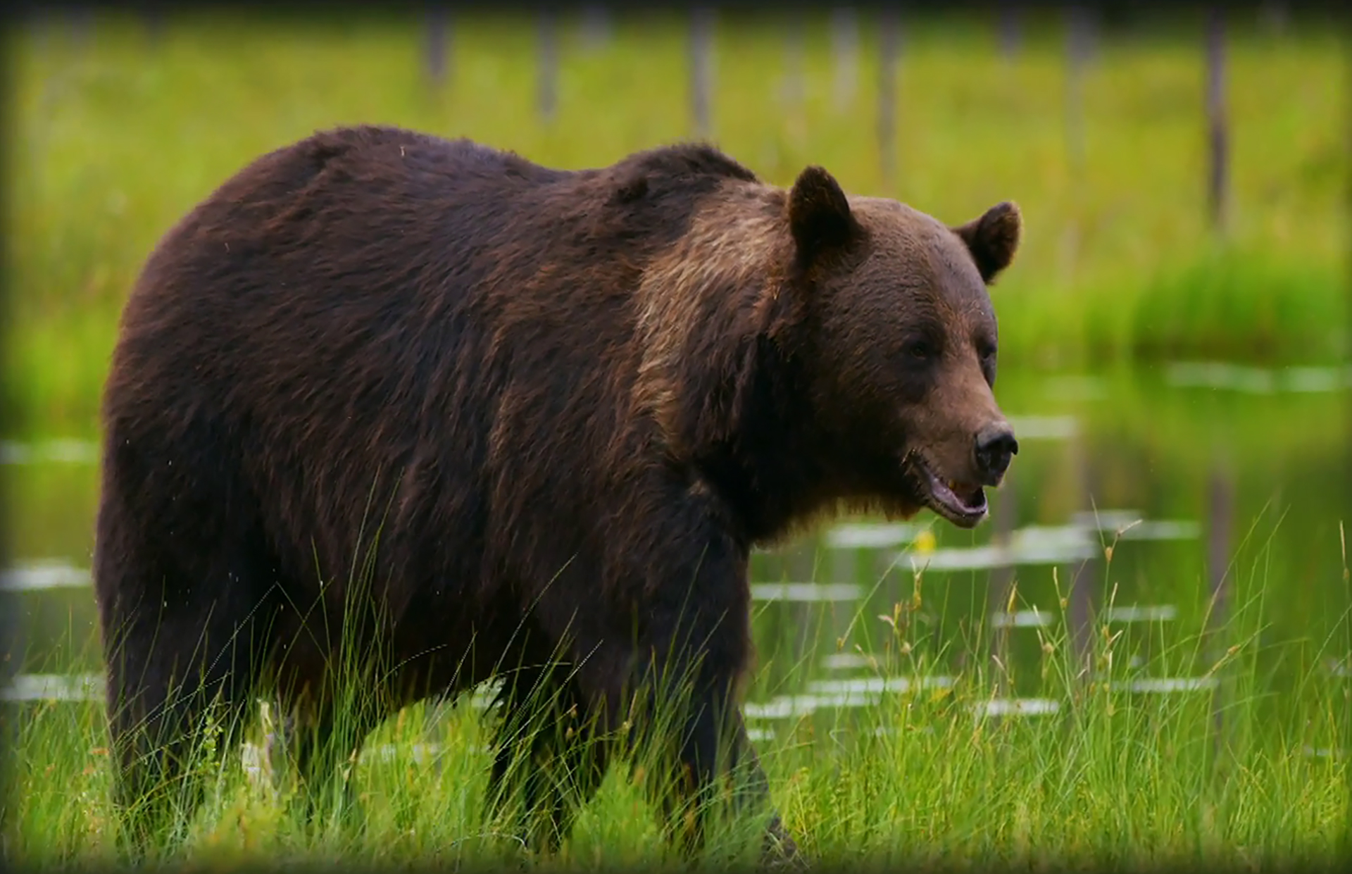 Lion Mountain TV - Premium Wildlife Documentaries