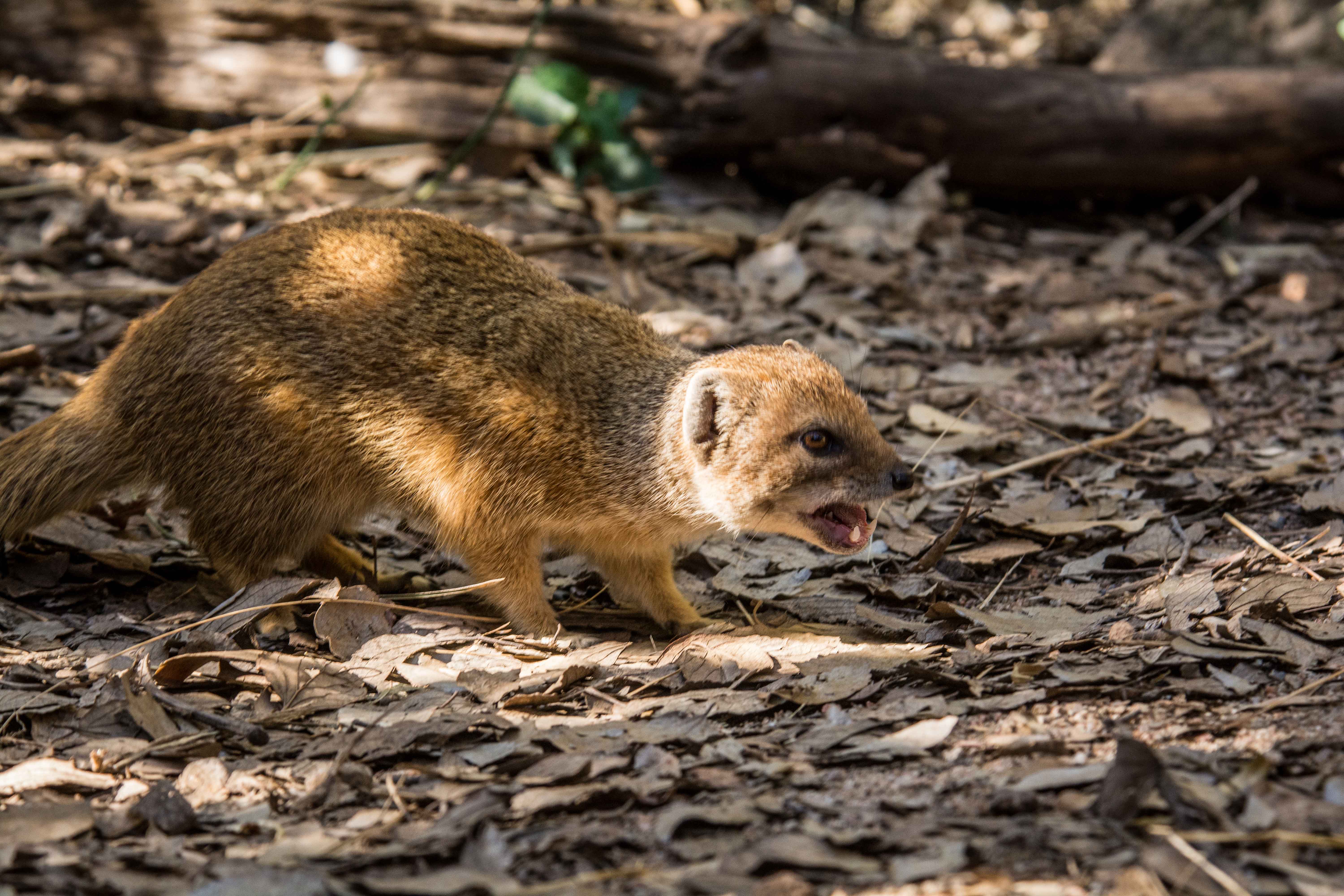 Lion Mountain TV - Premium Wildlife Documentaries