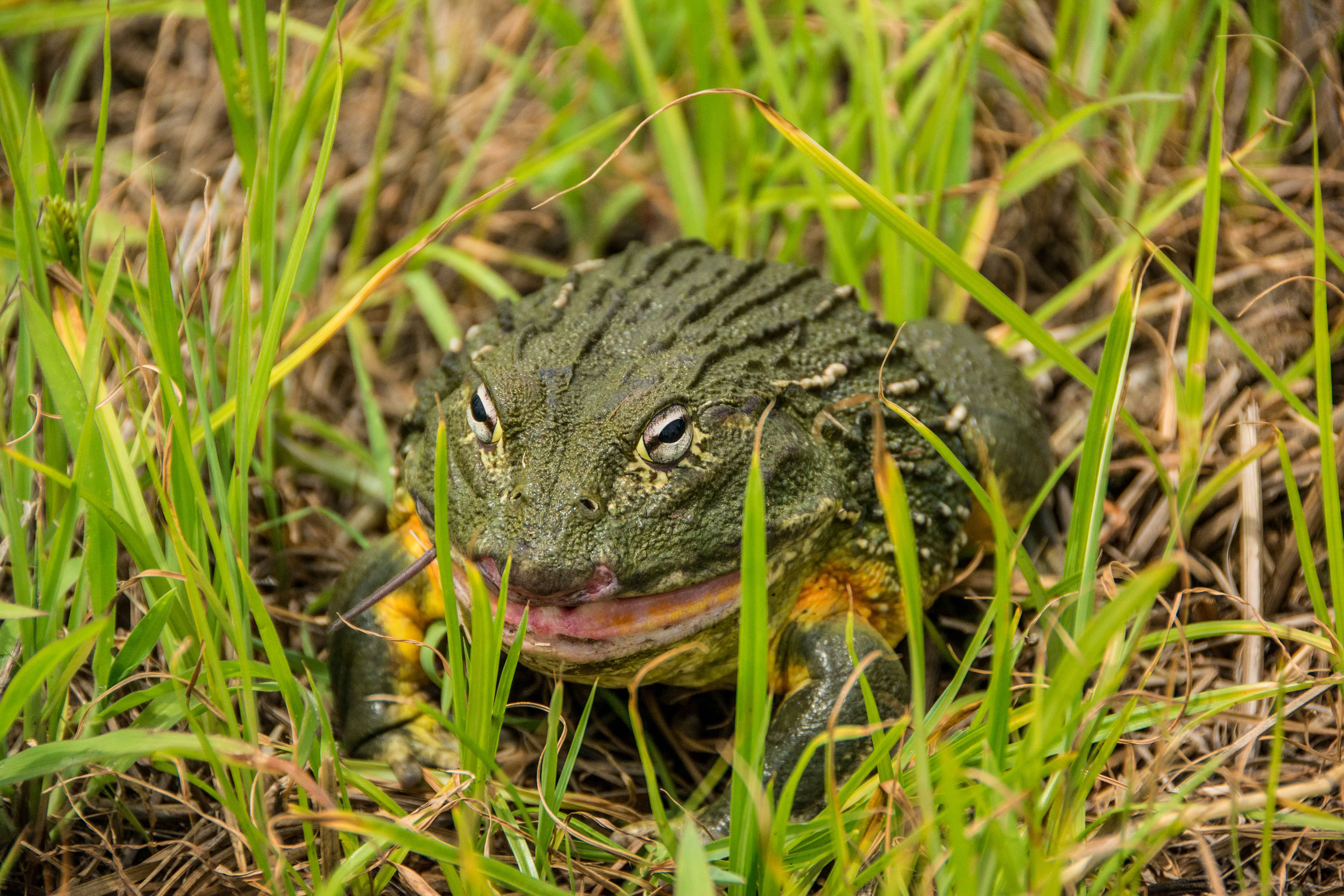 Lion Mountain TV - Premium Wildlife Documentaries