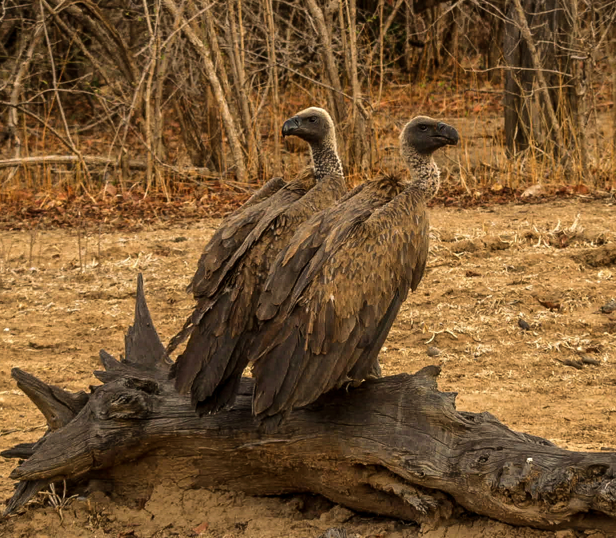 Lion Mountain TV - Premium Wildlife Documentaries