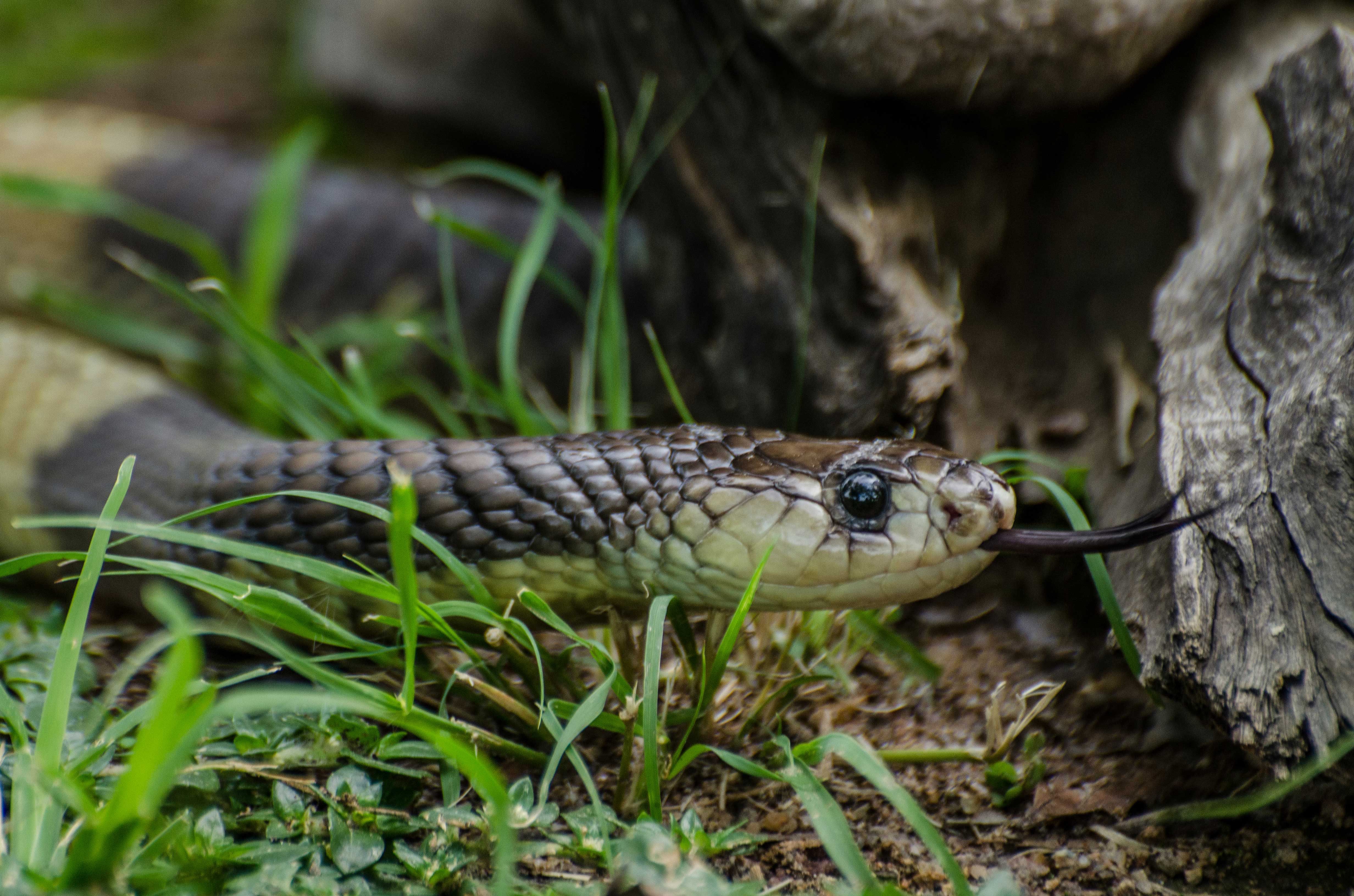 Lion Mountain TV - Premium Wildlife Documentaries