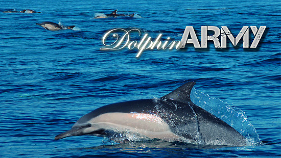 Lion Mountain TV - Wildlife Documentary Catalog